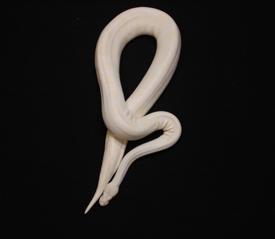 VPI Axanthic Albino (Snow) Ball Python by Wheat State Snakes