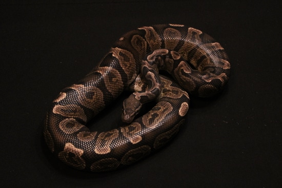 GHI Het VPI Axanthic Het Red Axanthic Lemonback Ball Python by Wheat ...