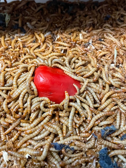 Large Mealworms — 1,000ct More Invertebrate by OZ Exotics & Aquatics