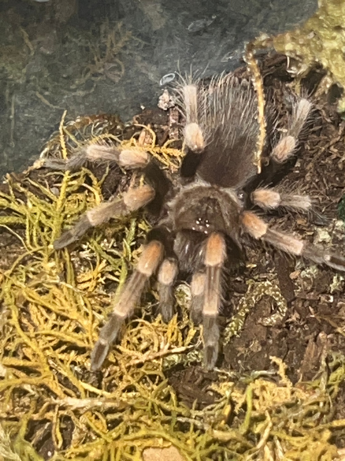 B Smithi Tarantula by Rutz Exotics & Arachnids - MorphMarket