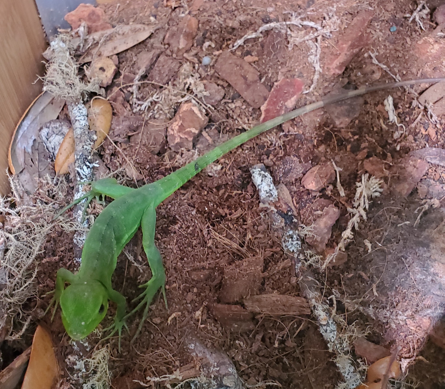Banana Pectinata *Shipping Included* Other Iguana by Muze Reptiles ...
