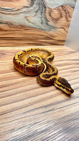 Pastel Enchi Pinstripe Ball Python by Freda Family Fine Snakes