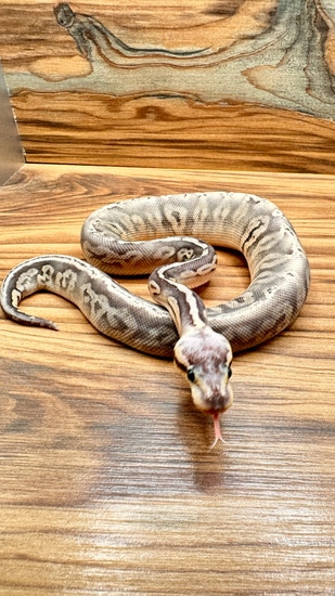 Silver Streak Ball Python by Freda Family Fine Snakes