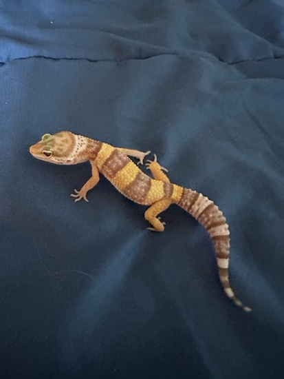 Tremper Bell Raptor Leopard Gecko by Island Flo Exotics