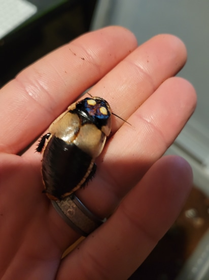 Glowspot Roaches Adult Pair (Lucihormetica Subcincta) Cockroach by ...