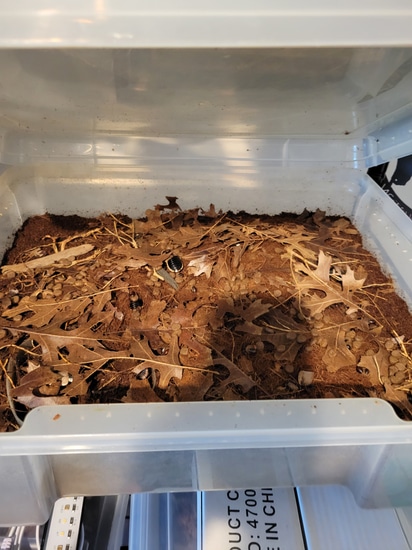 2 Colonies Of Glowspot Roaches (Lucihormetica Subcincta) Approx. 500 ...