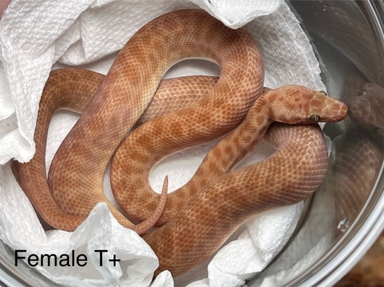 2023 1.1 Visual T+ With Red Desert 100% Het T+ Childrens Pythons Children's Python by Island Morelia