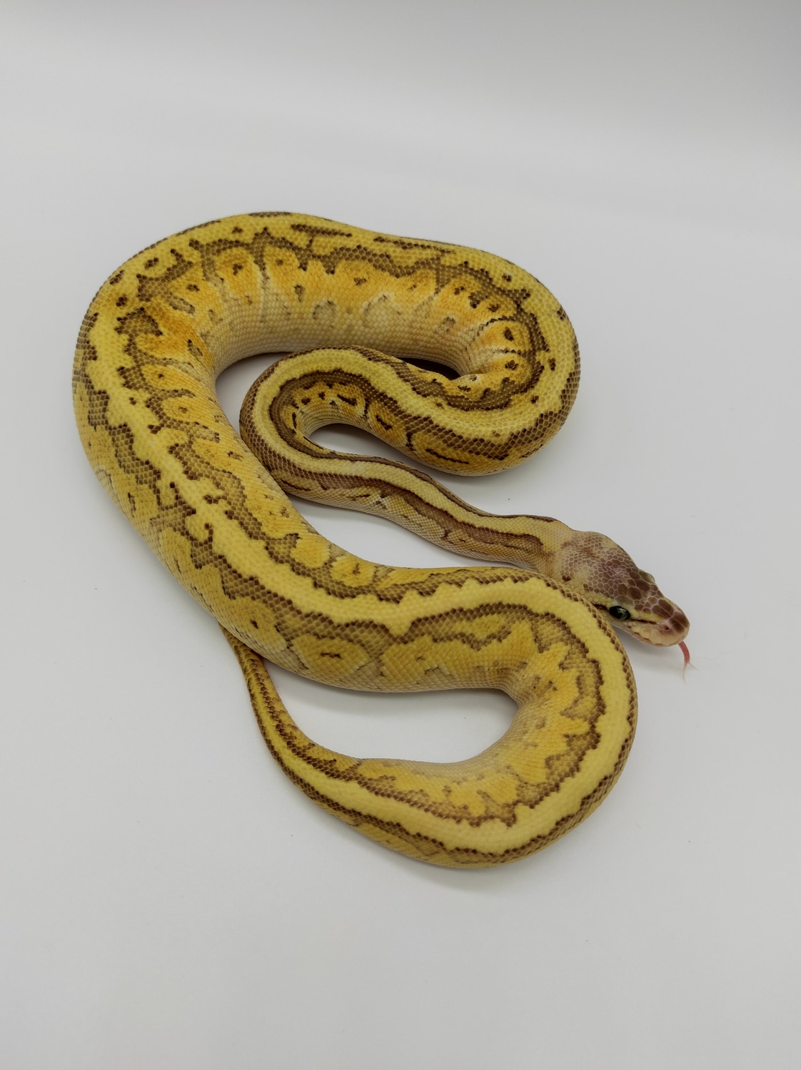 Butter Pastel Pinstripe 50% Het Pied 50% Het Desert Ghost Ball Python ...