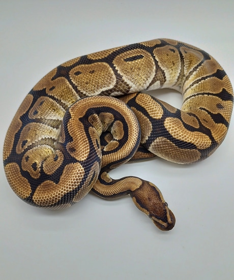 Red Stripe Het Clown Ball Python by Island Pythons