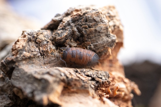 Porcellio Scaber 'Lava' 10ct Isopod by Isoflora Isopods