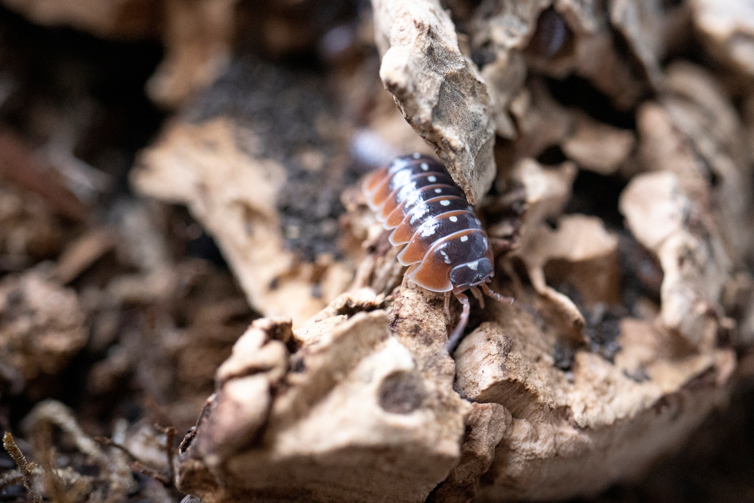 Armadillidium Klugii 'Clown' 10ct Isopod by Isoflora Isopods - MorphMarket