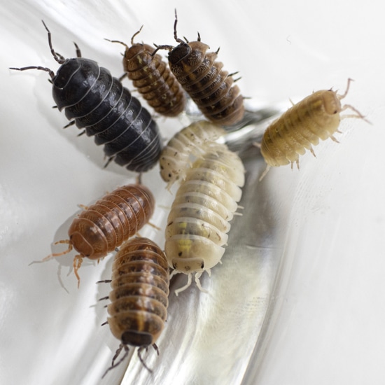 GEM MIX Isopods 10ct by Isoflora LLC