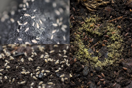 Arid Bioactive Fauna Starter Kit Isopod by Isoflora Isopods