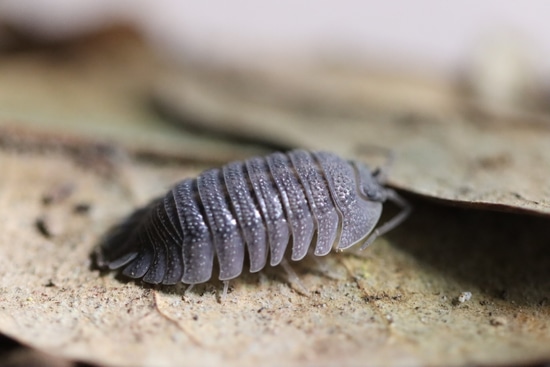 ARMADILLIDIUM PERACCAE Isopods 6ct by Isoflora Isopods