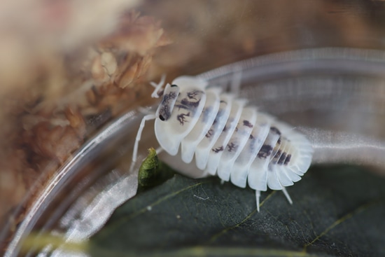 NESODILLO ARCHENGELI 'Shiro Utsuri' 6ct Isopod by Isoflora Isopods