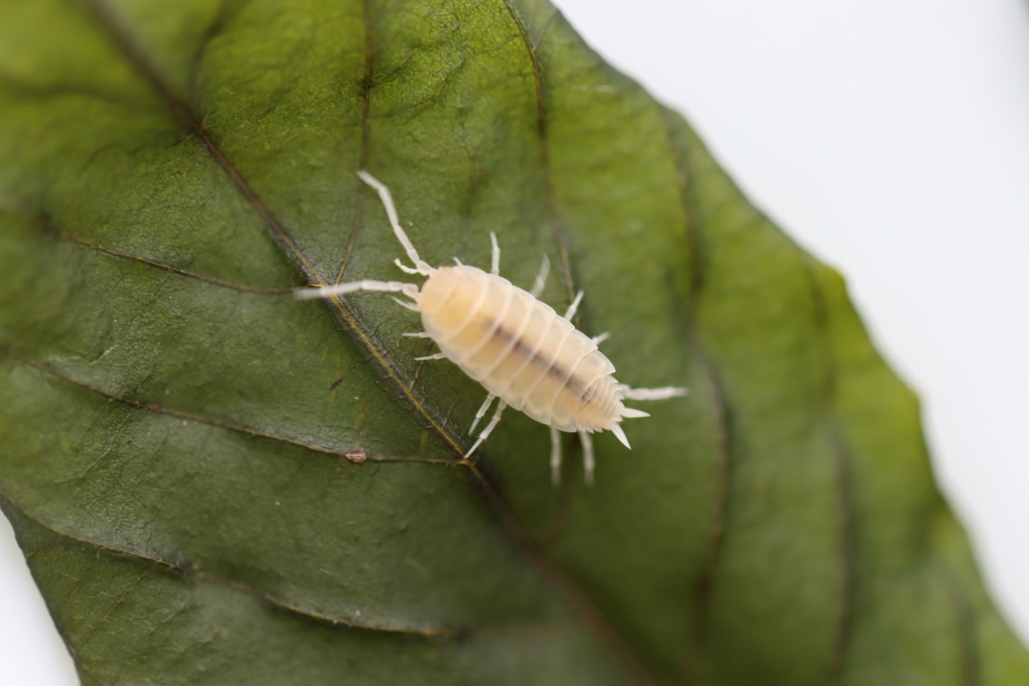 PORCELLIONIDES PRUINOSUS 'White Out' 6ct Isopod by Isoflora Isopods ...