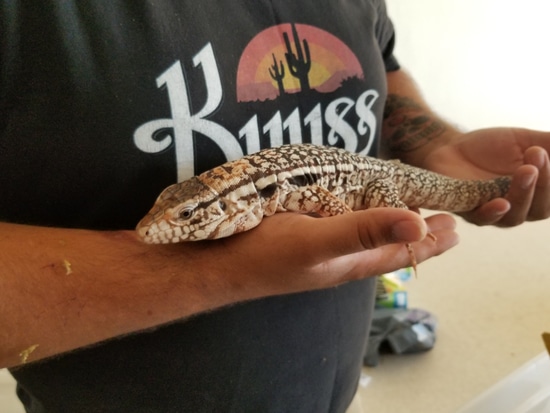 Screaming Red Tegu Available Argentine Tegus by Sith_Reptiles