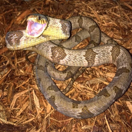 Blanding’s Tree Snake (Toxicodryas Blandingii) More Colubrid by Isopod ...