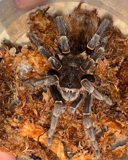 Peruvian Rusty Birdeater Tarantula by Isopod Source