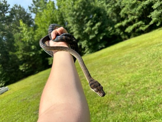 Wamena Scrub Python by Isopod Source
