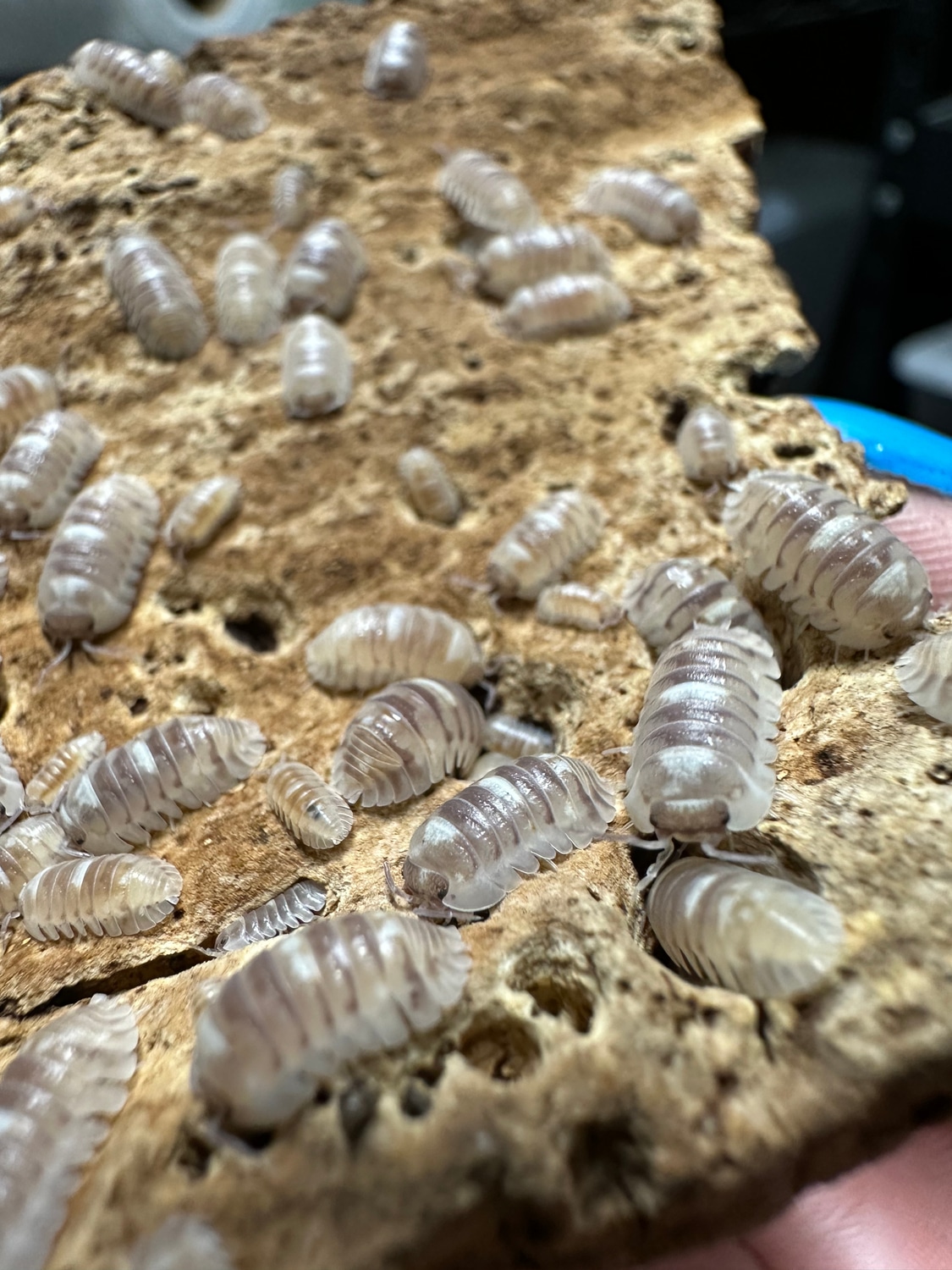 A. Espanyoli Isopod by Isopod Source - MorphMarket