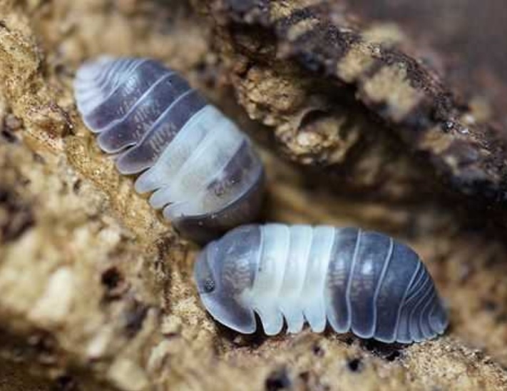 Cubaris ‘Panda King Isopod by Reptasia Pet Centre - MorphMarket