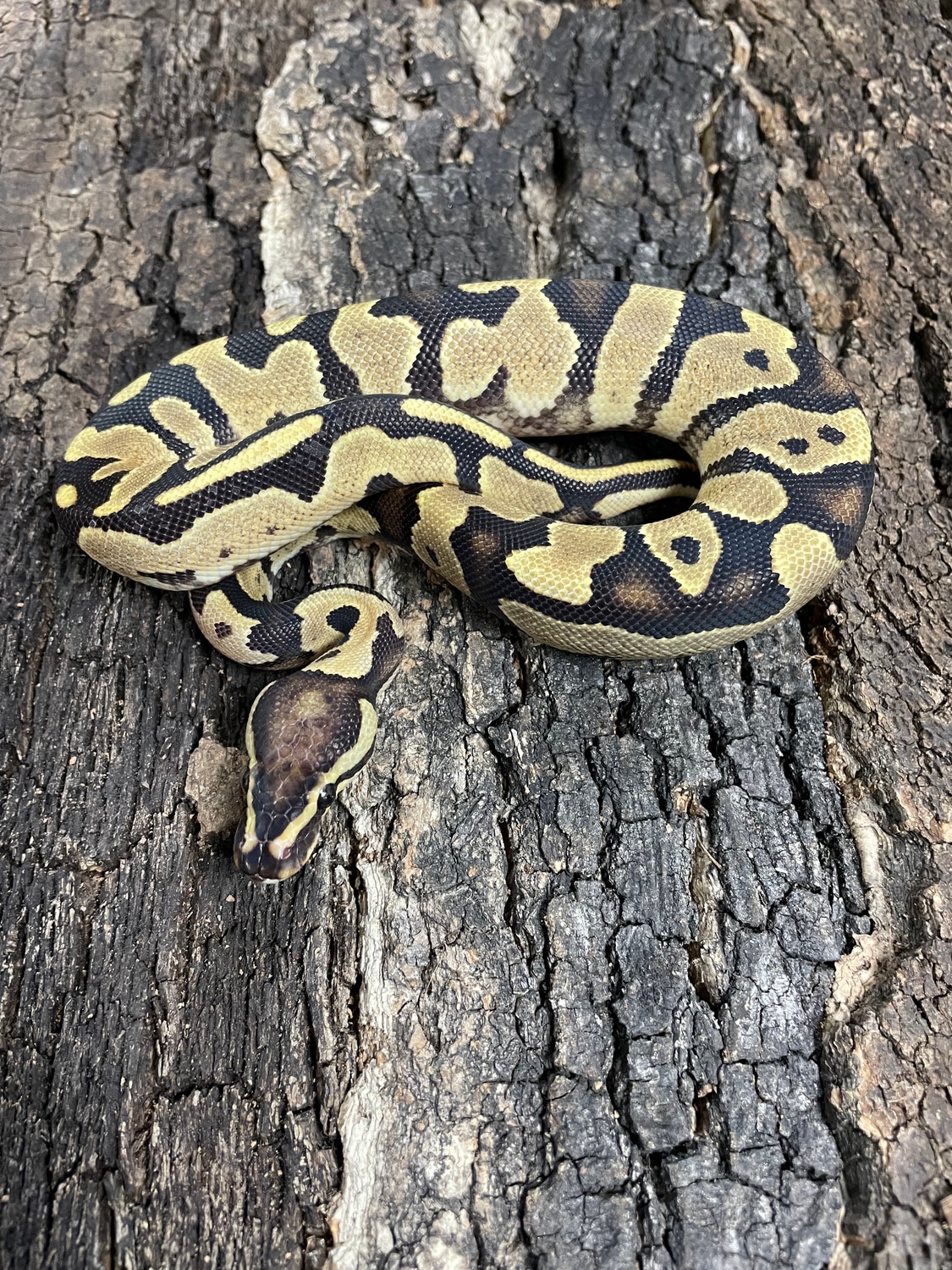 Fire Het Pied Ball Python by Reptasia Pet Centre - MorphMarket