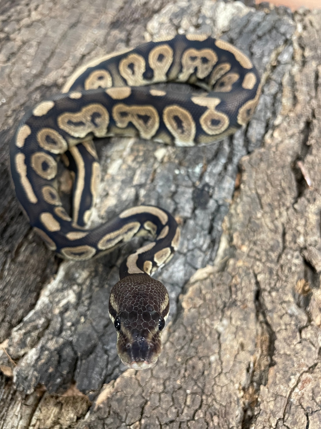 Cinnamon Ball Python by Reptasia Pet Centre - MorphMarket