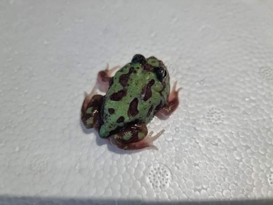 Translucent Mutant Pacman Frog by Reptasia Pet Centre