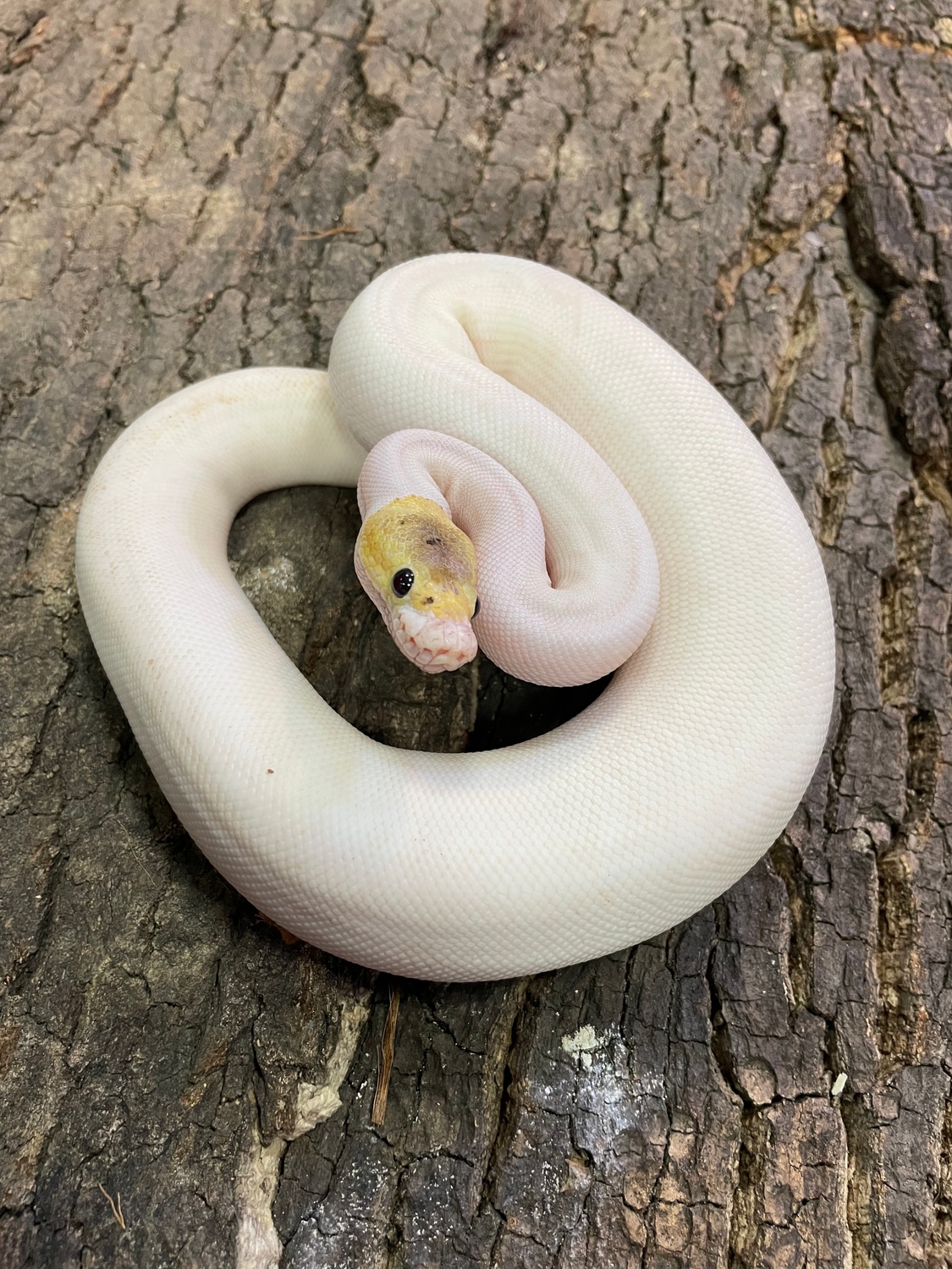 Spied Poss Pinstripe Ball Python by Reptasia Pet Centre - MorphMarket