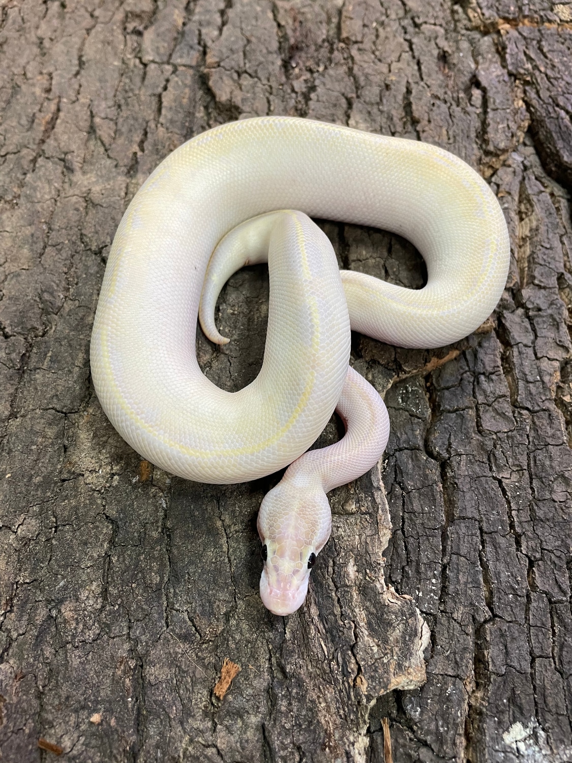 Ivory Pastel Pos Het Albino Ball Python by Reptasia Pet Centre ...