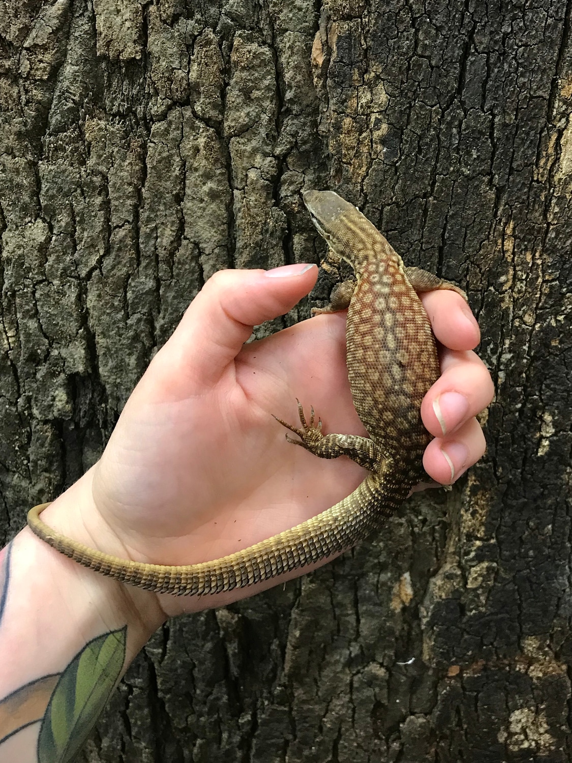 Aka Ackie Spiny-Tailed Monitor by Reptasia Pet Centre - MorphMarket