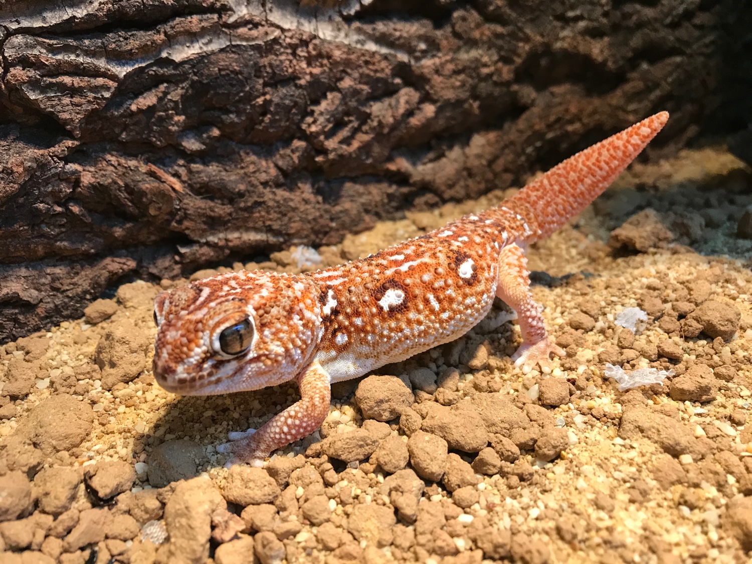 Giant Ground Gecko More Gecko by Reptasia Pet Centre - MorphMarket