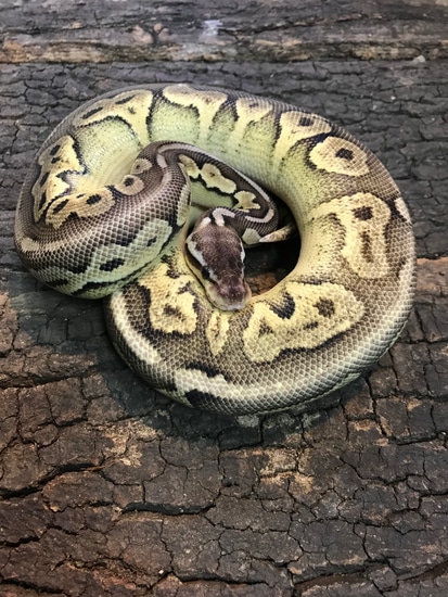 Pewter Royal Python Ball Python by Reptasia Pet Centre