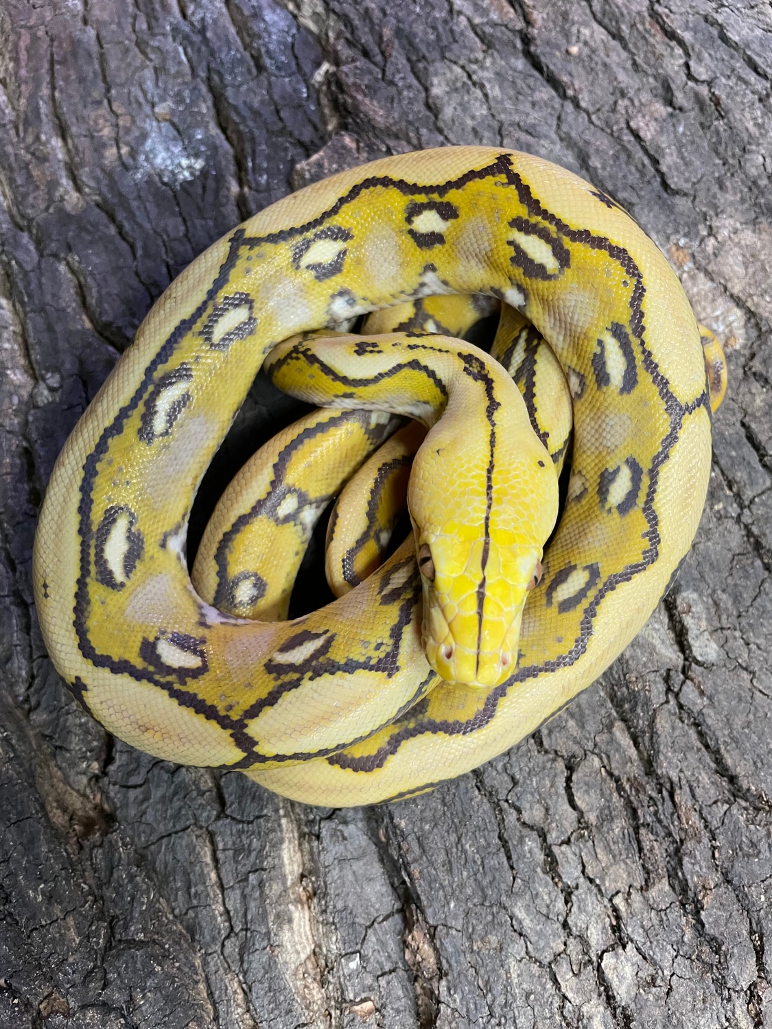 Sunfire Indo Caramel Reticulated Python by Reptasia Pet Centre ...