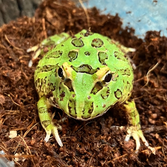 Peppermint Pac-Man Frog Pacman Frog by Reptasia Pet Centre