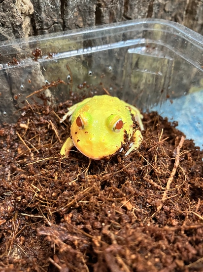 Super Pikachu Pac-Man Frog Pacman Frog by Reptasia Pet Centre