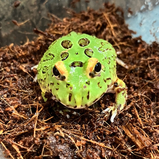 Peppermint Pac-Man Frog Pacman Frog by Reptasia Pet Centre