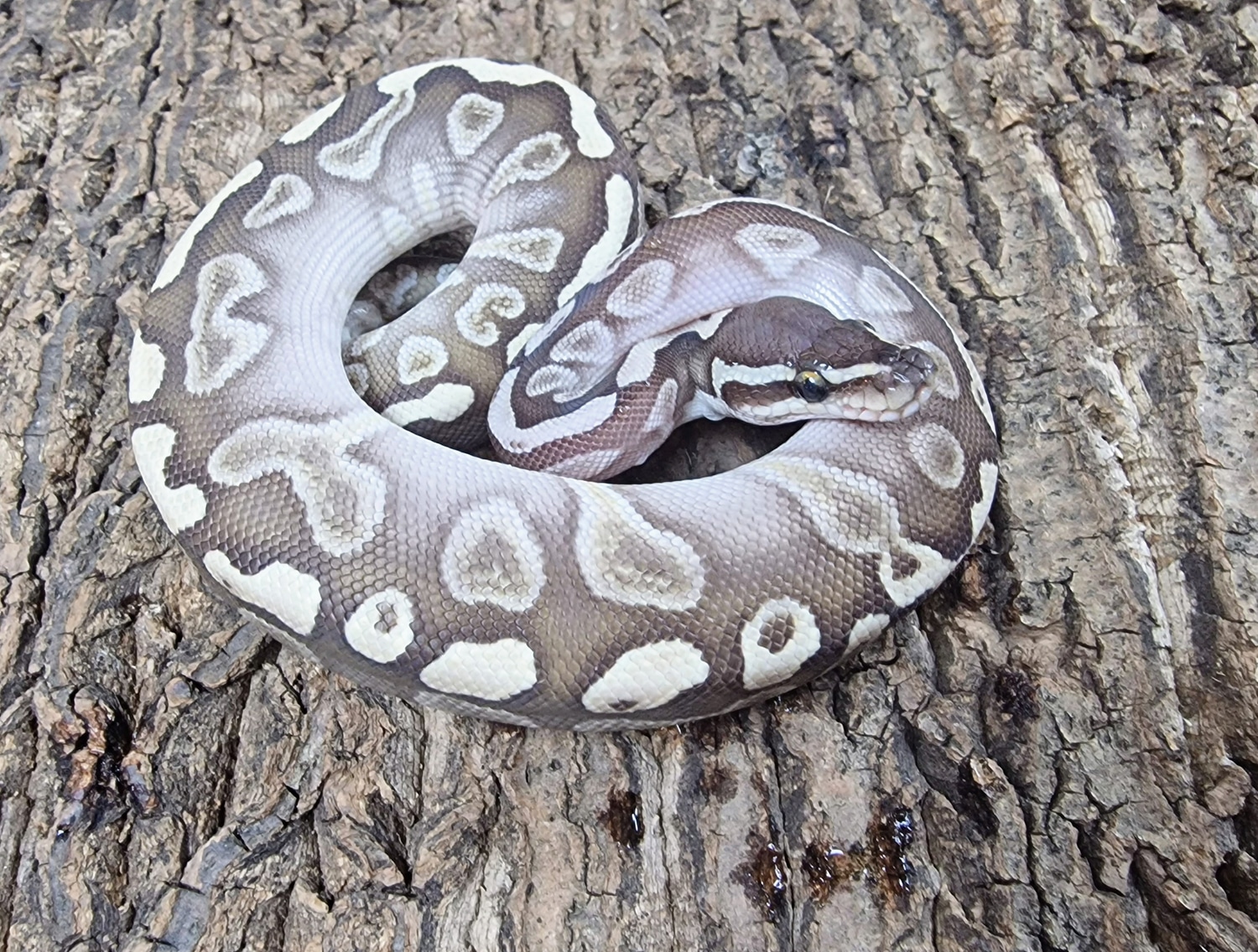 CB22 GHI Butter Ball Python by Reptasia Pet Centre - MorphMarket