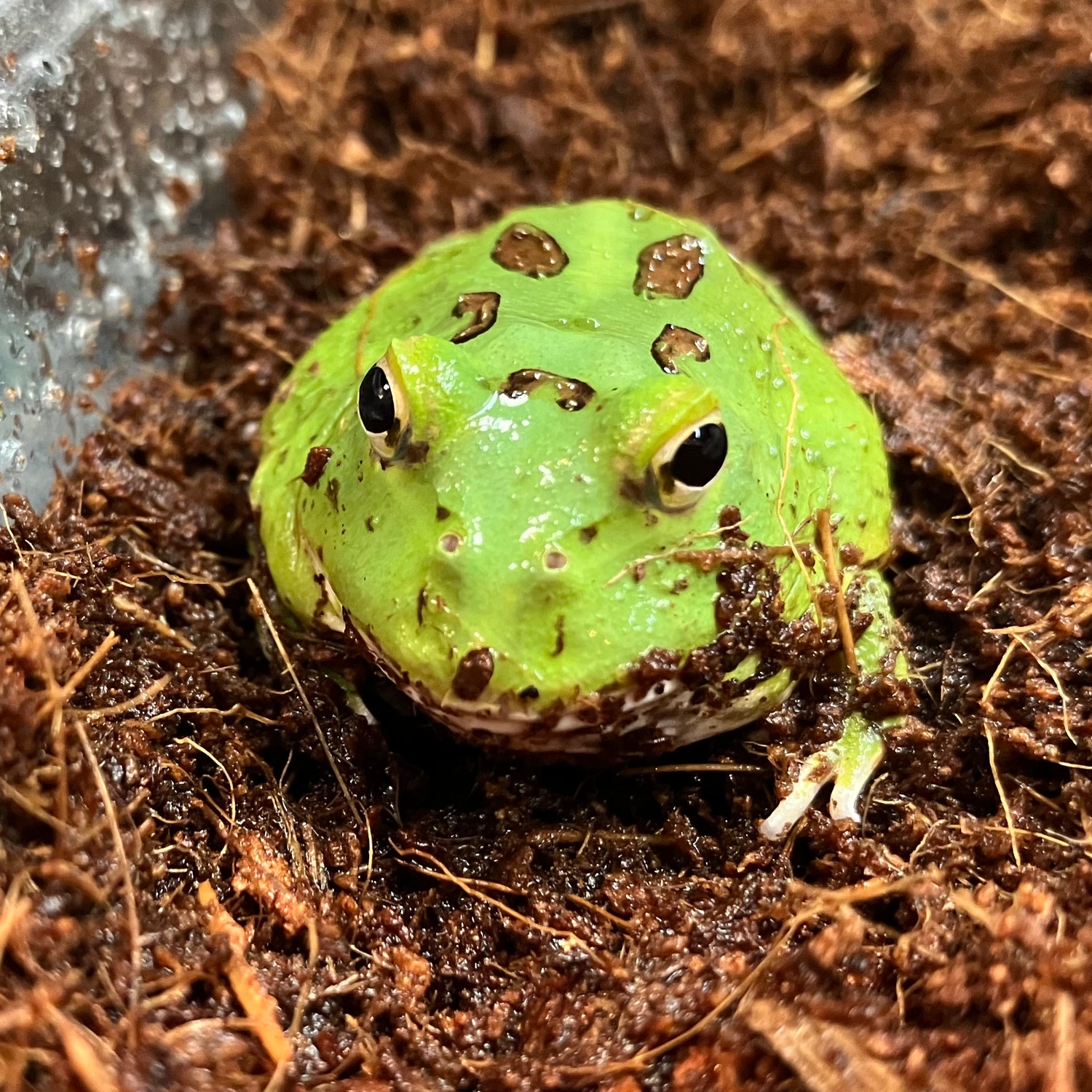 Matcha Pacman Horned Frog by Reptasia Pet Centre - MorphMarket