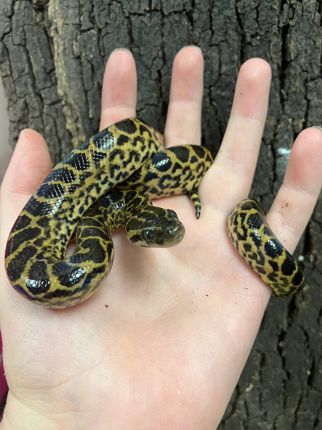 Yellow Anaconda by Reptasia Pet Centre - MorphMarket