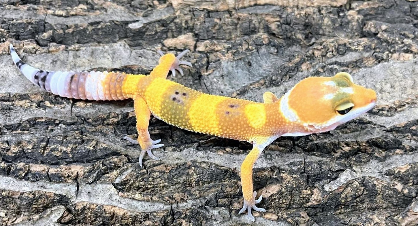 CB22 Super Hypo Tangerine Carrot Tail Leopard Gecko by Reptasia Pet ...