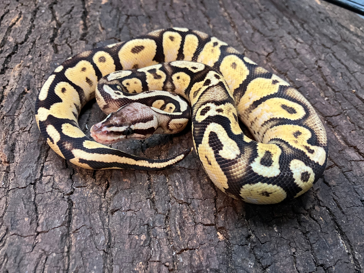 Fusion Firefly Calico Ball Python by Reptasia Pet Centre - MorphMarket