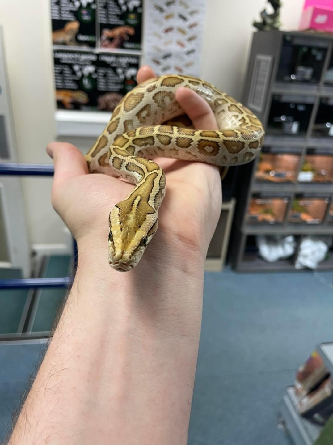 Hypo Burmese Python by Reptasia Pet Centre - MorphMarket