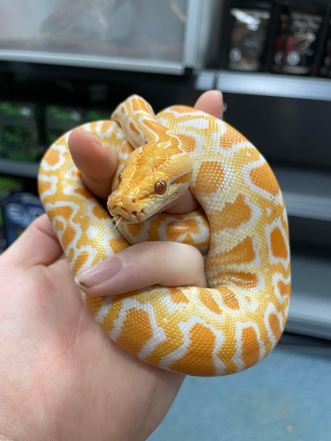 Pearl Burmese Python by Reptasia Pet Centre - MorphMarket