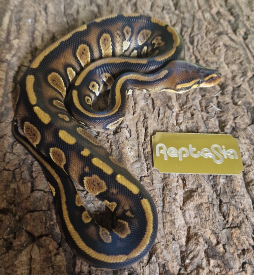 CB22 Stranger Het Clown Royal Python Ball Python by Reptasia Pet Centre