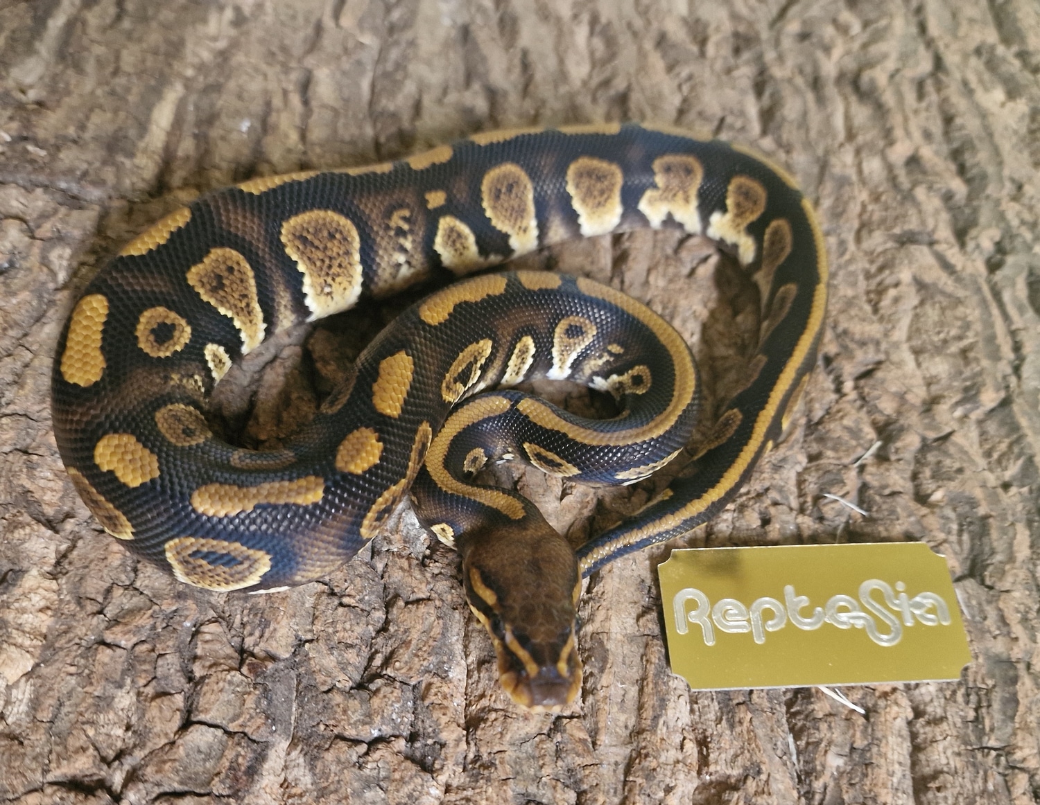 CB22 Stranger Het Clown Ball Python by Reptasia Pet Centre - MorphMarket
