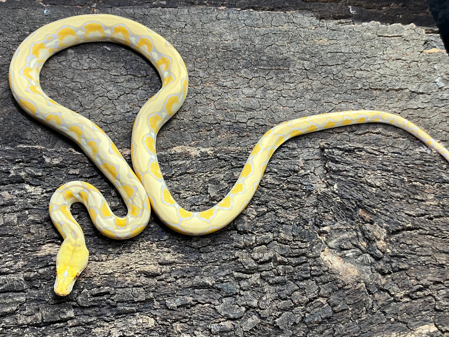 Foulsham Caramel Motley Reticulated Python by Reptasia Pet Centre ...