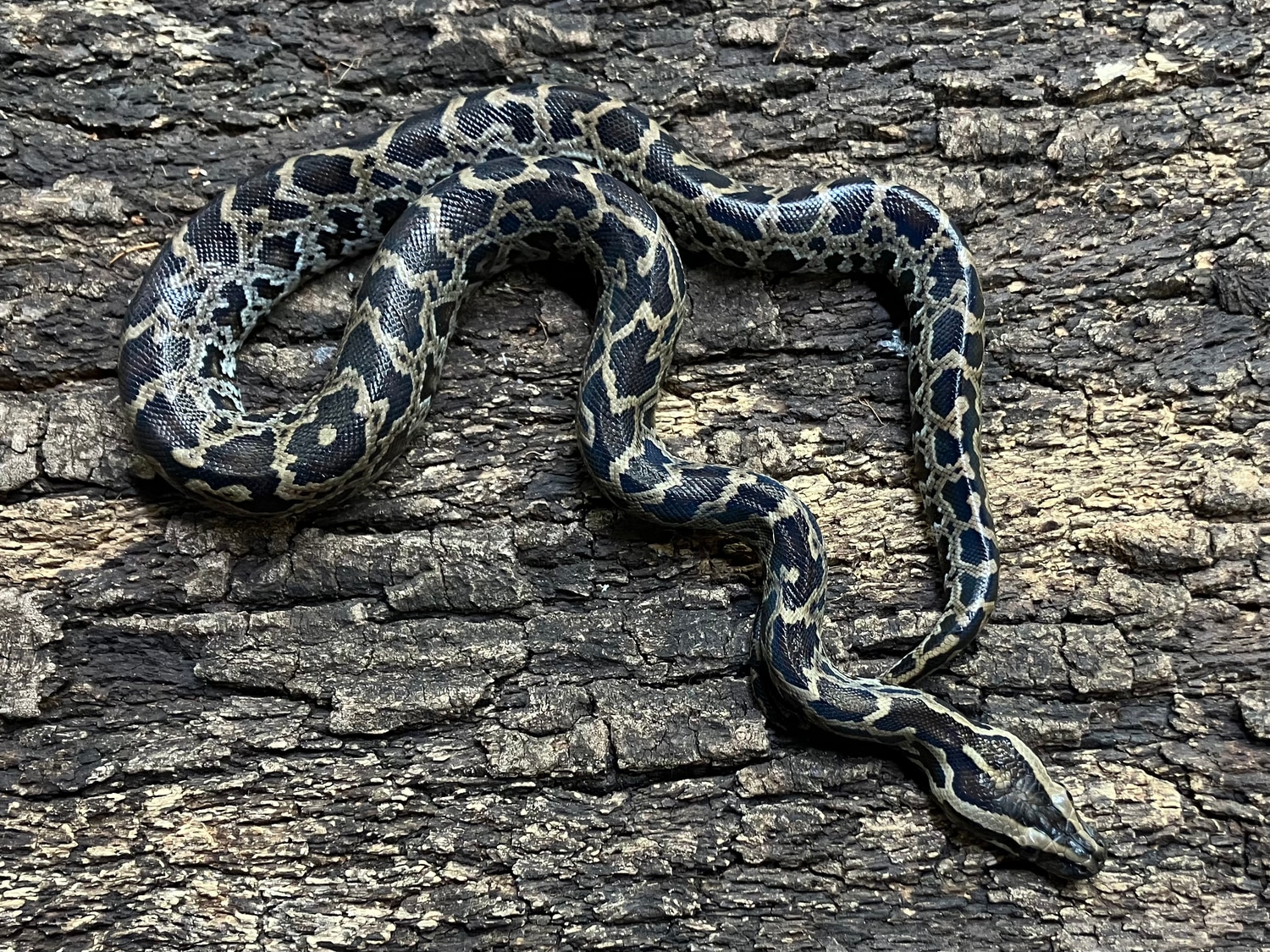 66% Dwarf Burmese Python by Reptasia Pet Centre - MorphMarket