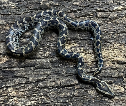 Half Dwarf Gulf Caramel Burmese Python by DM Reptiles UK - MorphMarket